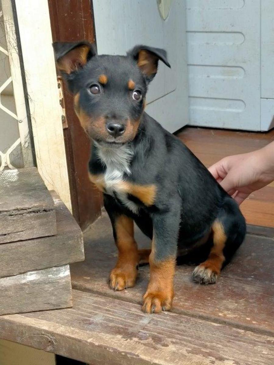 Swagger - Medium Male Australian Kelpie Mix Dog in VIC - PetRescue