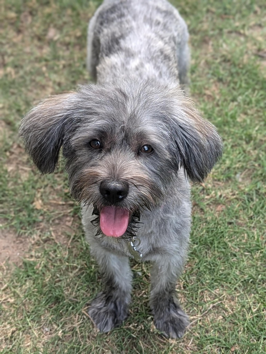 Delta - Small Female Maltese Terrier x Poodle Miniature Mix Dog in QLD ...