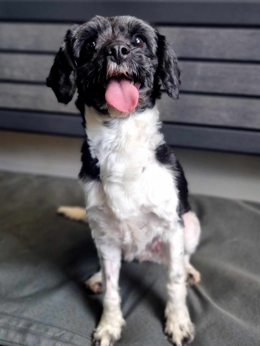 Ava - Small Female Cavalier King Charles Spaniel Dog in NSW - PetRescue
