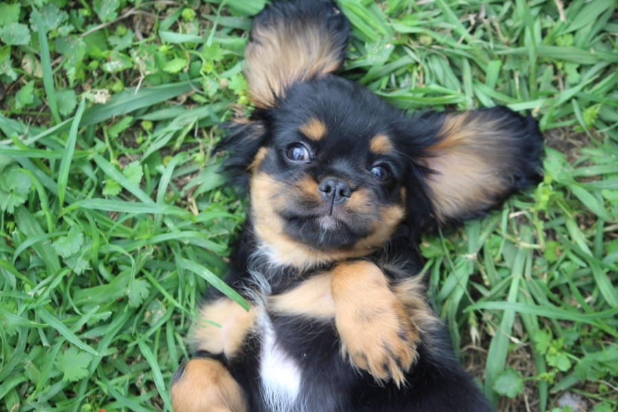 Patsy - Medium Female Cavalier King Charles Spaniel Dog in QLD - PetRescue