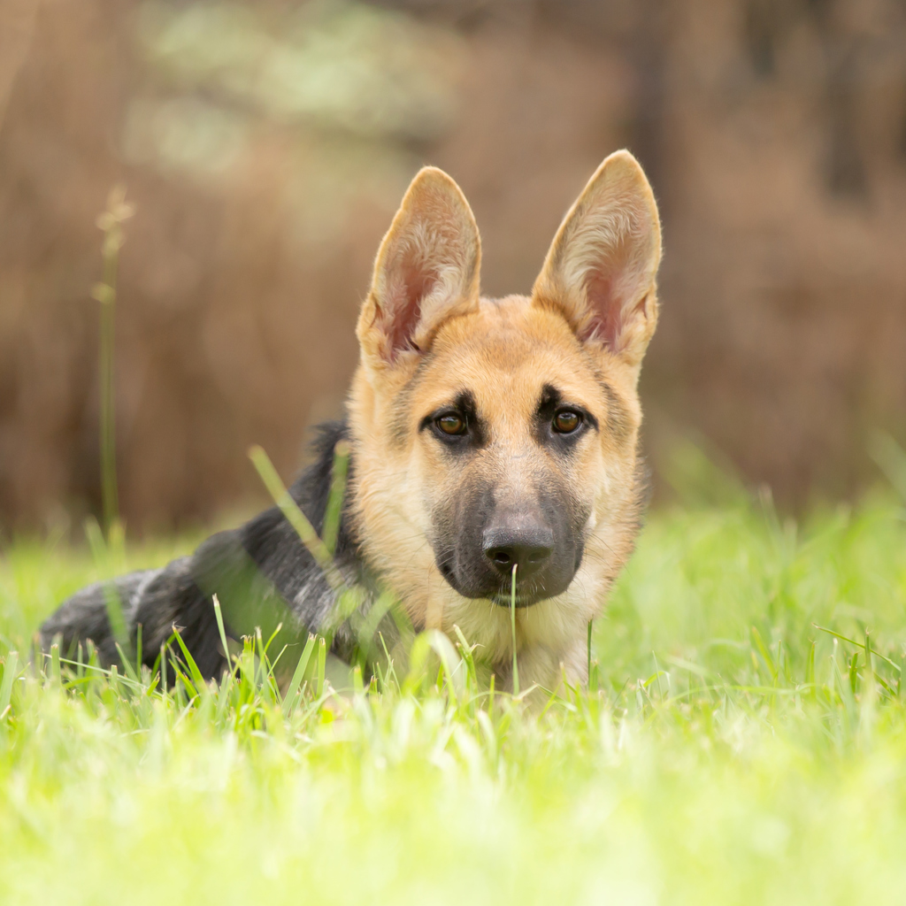 Kabbie - Large Female German Shepherd Mix Dog in QLD - PetRescue
