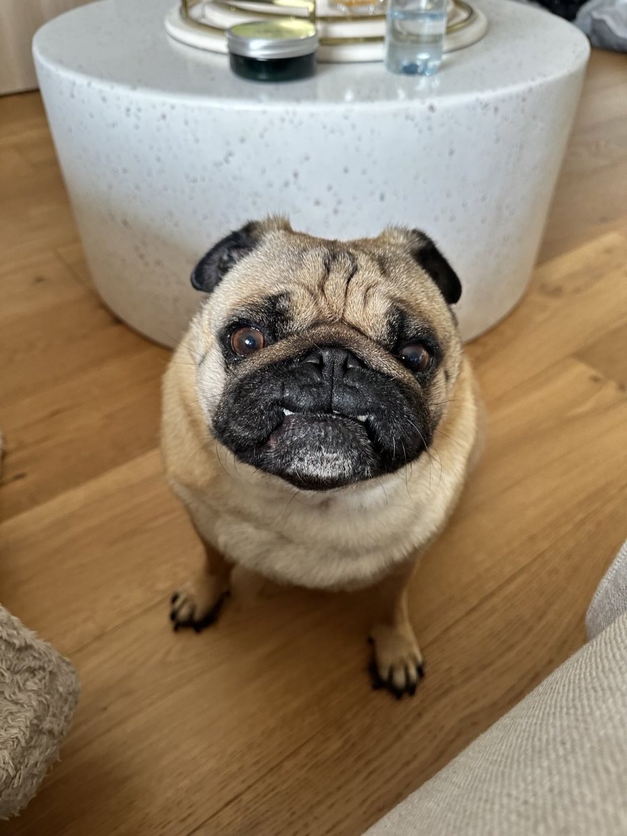 Tilly 💝 - Small Female Pug Dog in QLD - PetRescue