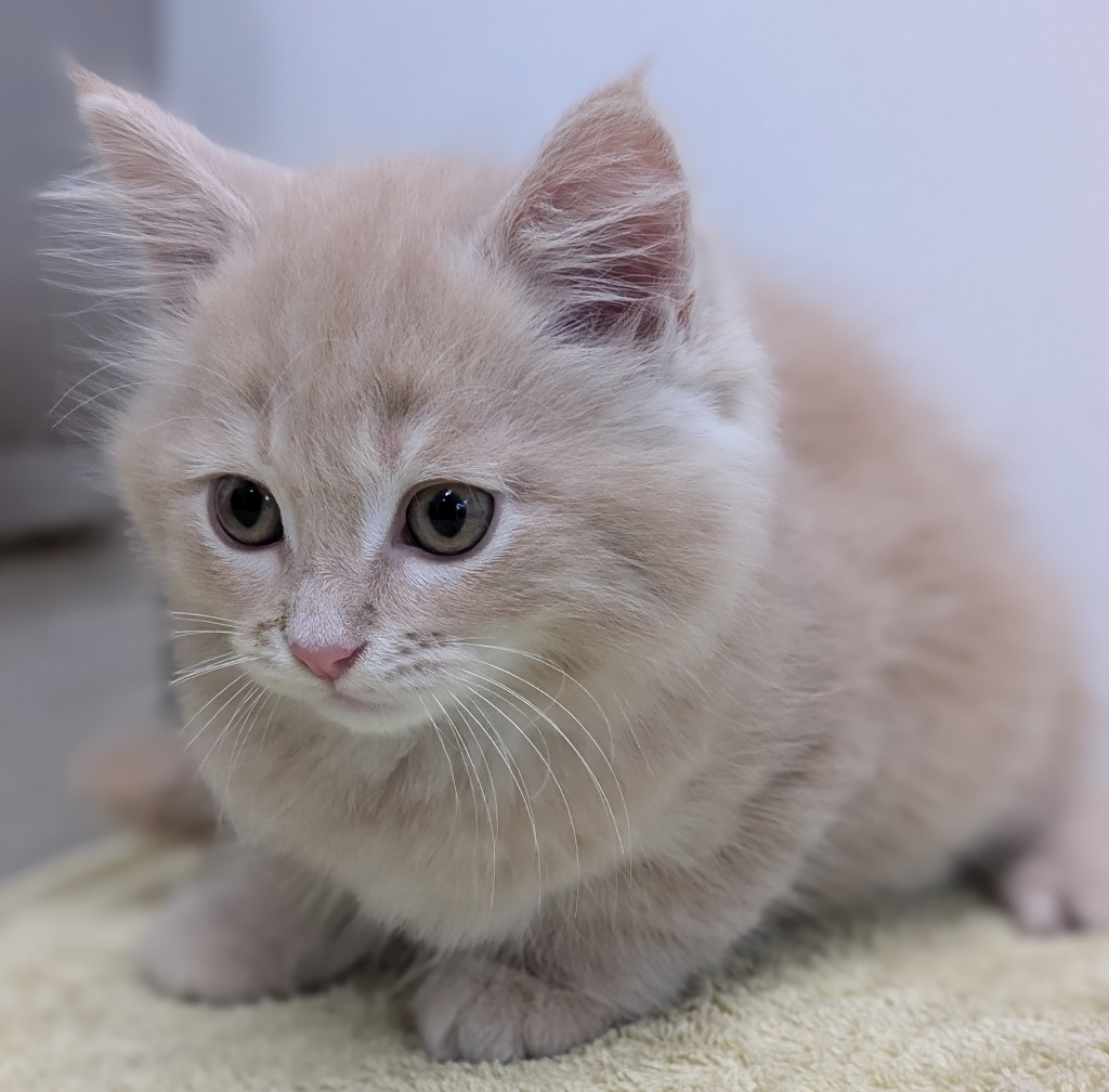Emu - Male Domestic Medium Hair Mix Cat in VIC - PetRescue