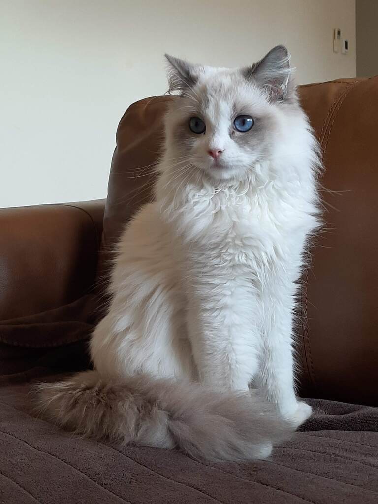Apollo - Male Ragdoll Cat in VIC - PetRescue