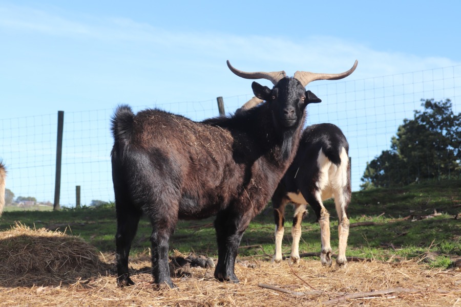 Springbok - Male Goat in VIC - PetRescue