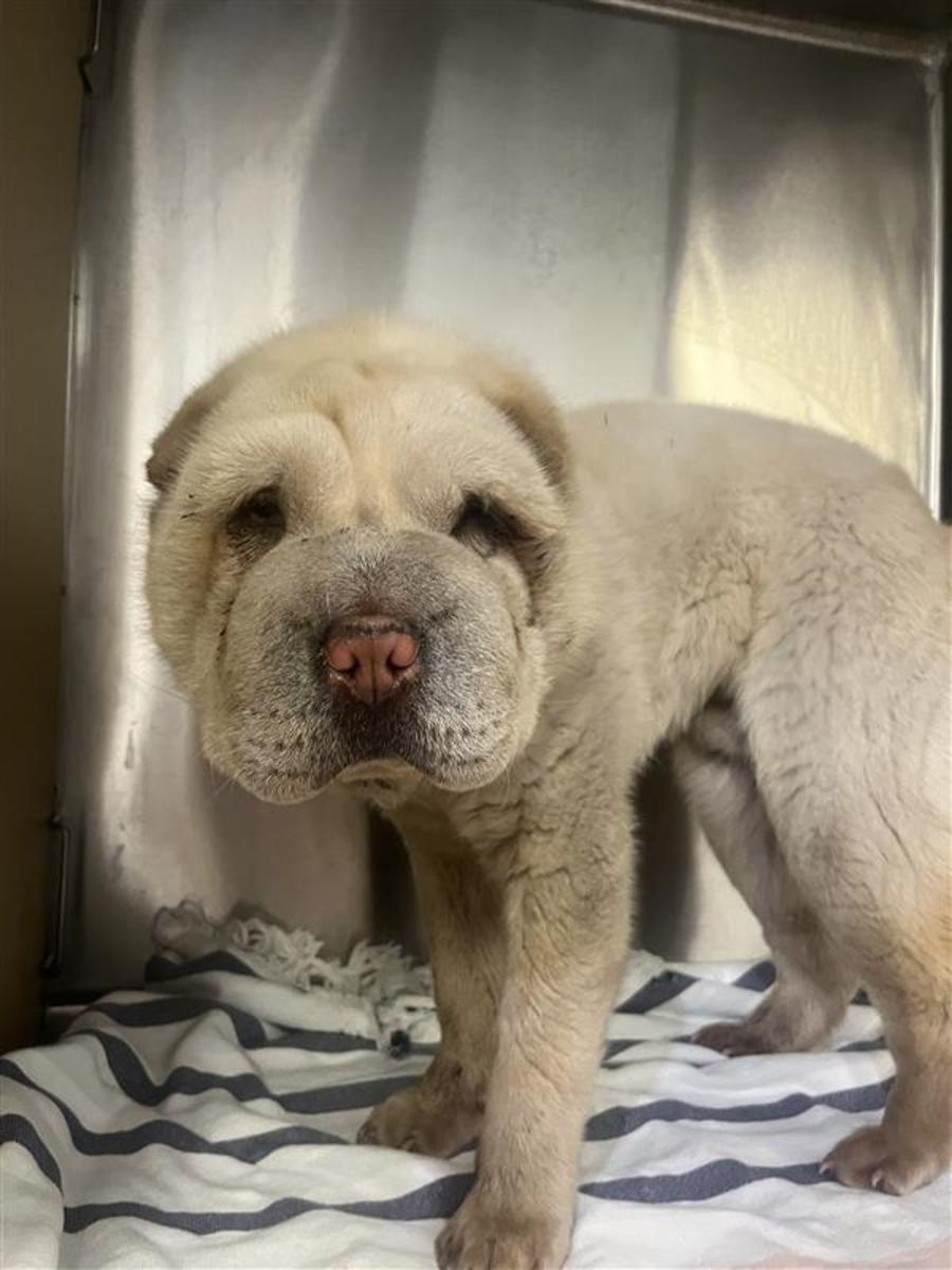 Biscuits - Small Male Poodle x Shar Pei Dog in NSW - PetRescue