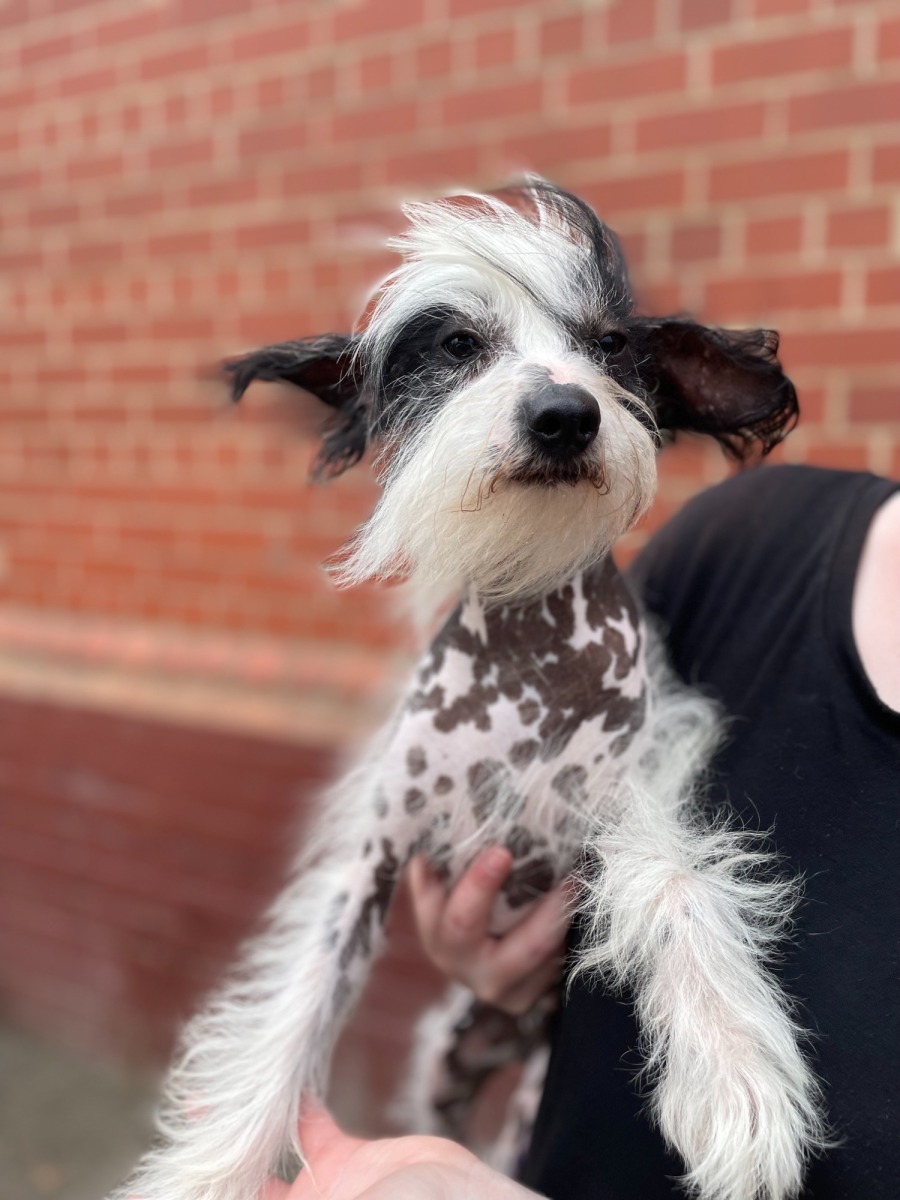 Moxley - Small Male Chinese Crested Dog Mix Dog in VIC - PetRescue