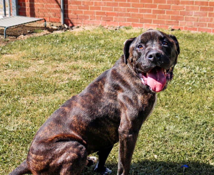 Jasper - Large Male Mastiff Mix Dog in VIC - PetRescue