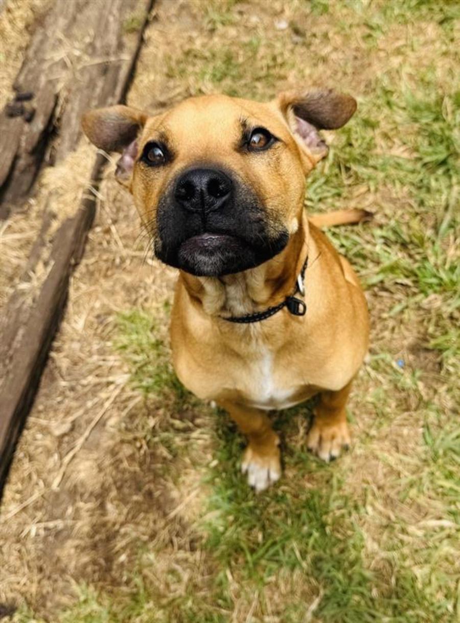 Cesa - Medium Male American Staffordshire Terrier Mix Dog in VIC - PetRescue