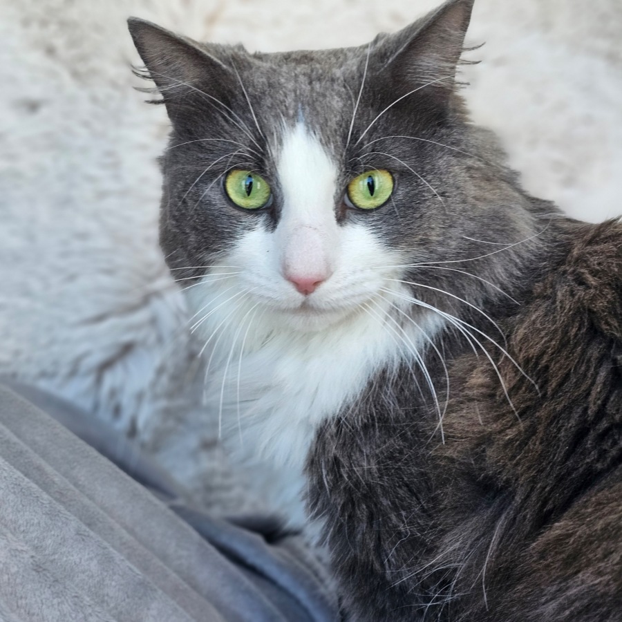 Koa - Male Domestic Long Hair (DLH) Cat in VIC - PetRescue