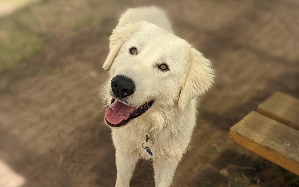 Belle - Large Male Maremma Sheepdog Mix Dog in VIC - PetRescue
