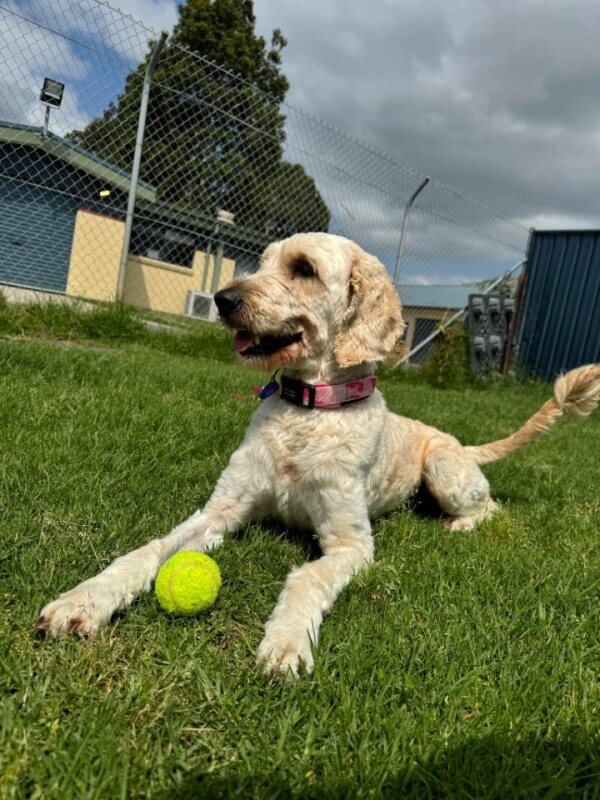 Koda - Large Female Golden Retriever Dog in NSW - PetRescue