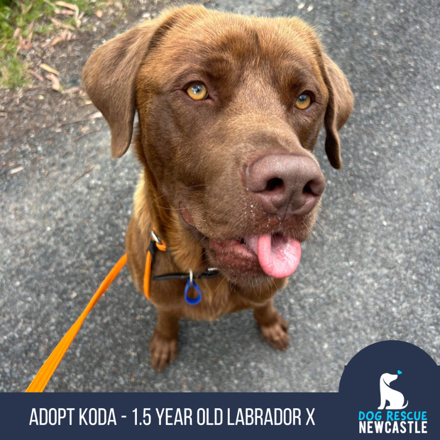 Koda - 1.5 Year old Labrador x - Large Male Labrador Retriever Mix Dog ...