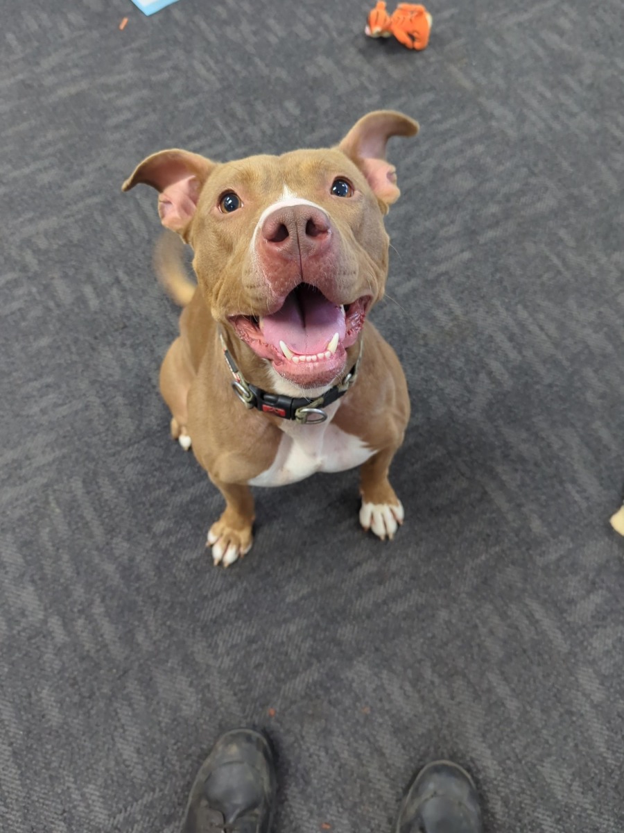 Angel - Large Female Staffy Mix Dog in VIC - PetRescue