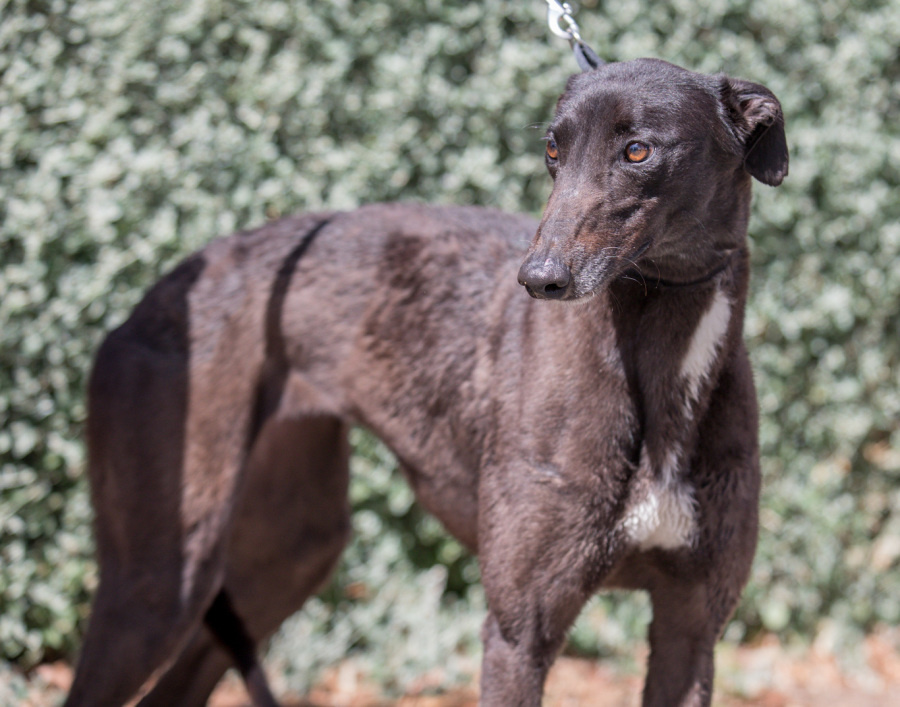 Sassy - Medium Female Greyhound Dog in VIC - PetRescue