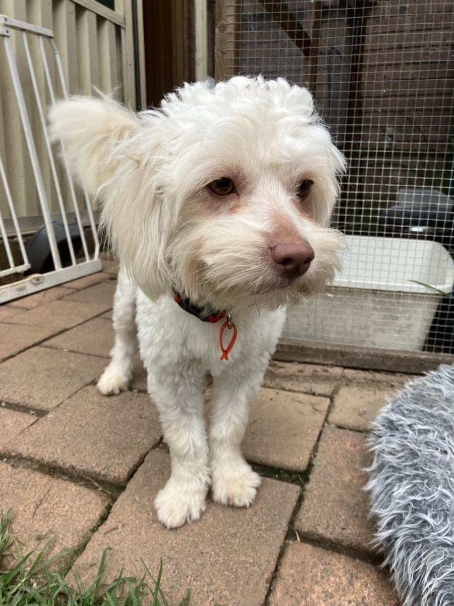 Benji - Small Male Poodle Mix Dog in NSW - PetRescue