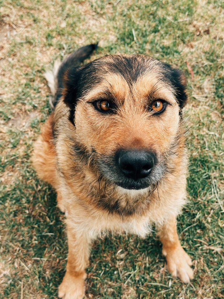 Nelly - Medium Female German Shepherd Dog x Mixed breed Mix Dog in NSW ...