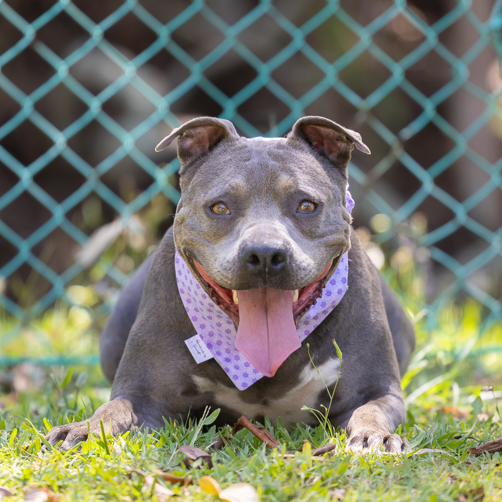 Maisy - Medium Female American Staffy Mix Dog in QLD - PetRescue