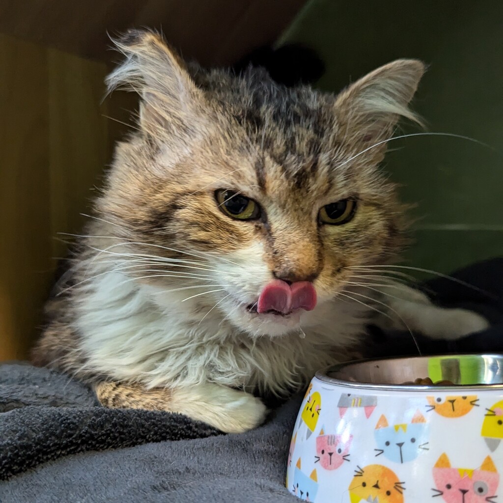 Pork Chop - Male Domestic Medium Hair Cat in VIC - PetRescue