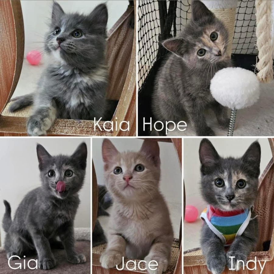 11389/90/91/92/93 - Gia, Hope, Indy, Jace & Kaia - Female Domestic ...