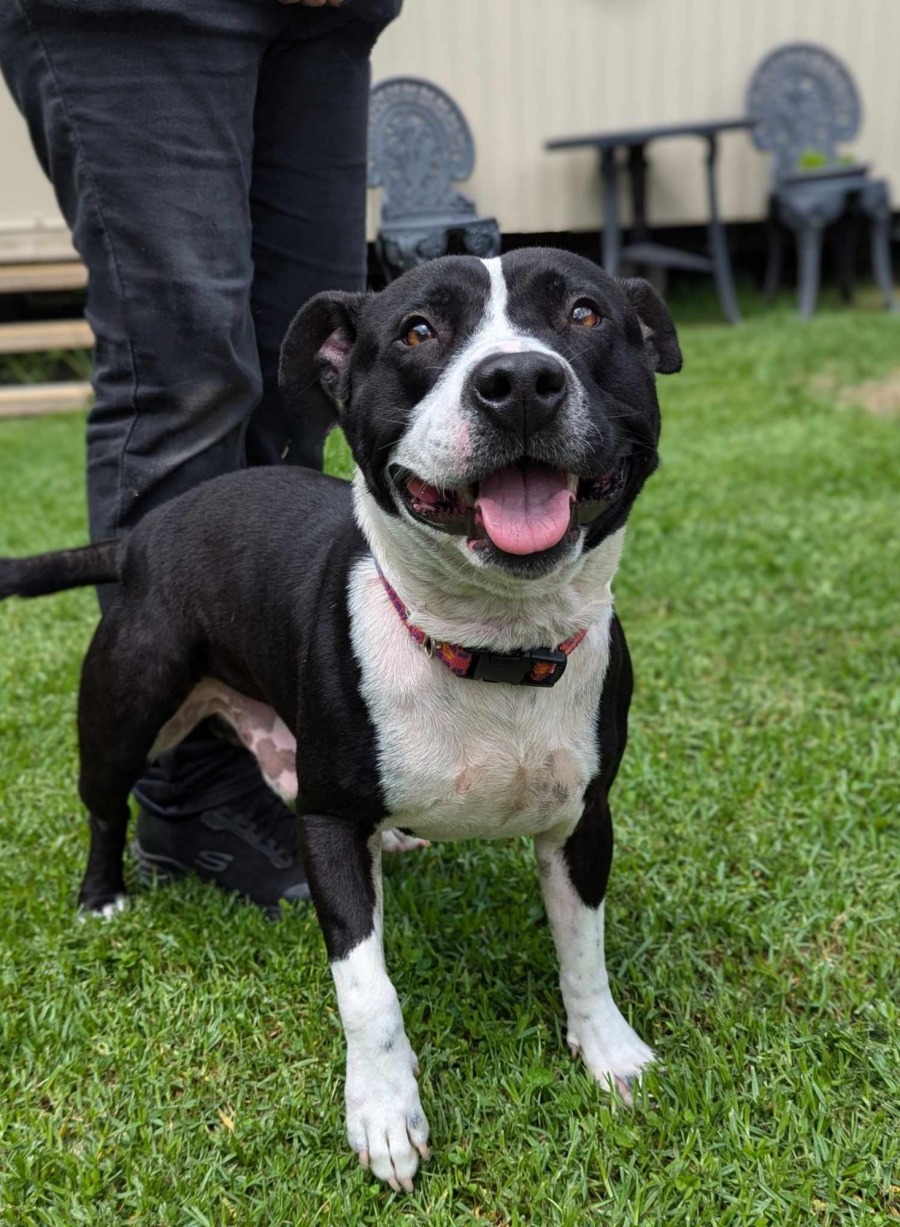 Boof - Medium Male Staffordshire Bull Terrier x American Staffordshire ...