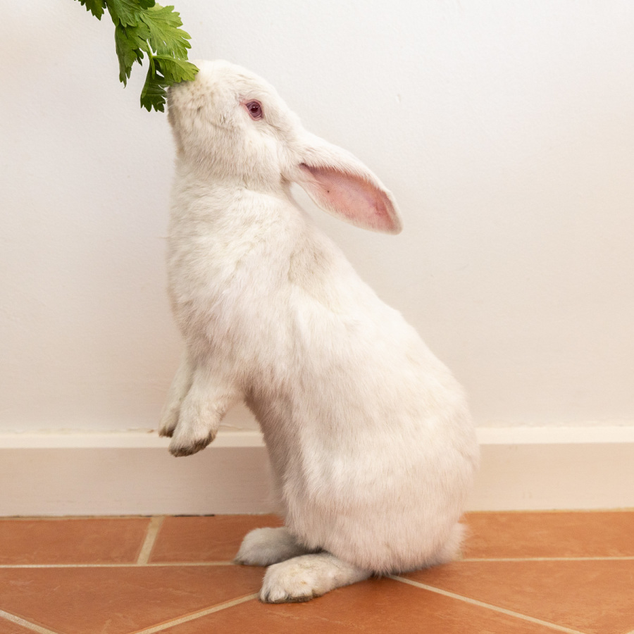 Achilles - Male New Zealand White Rabbit in WA - PetRescue