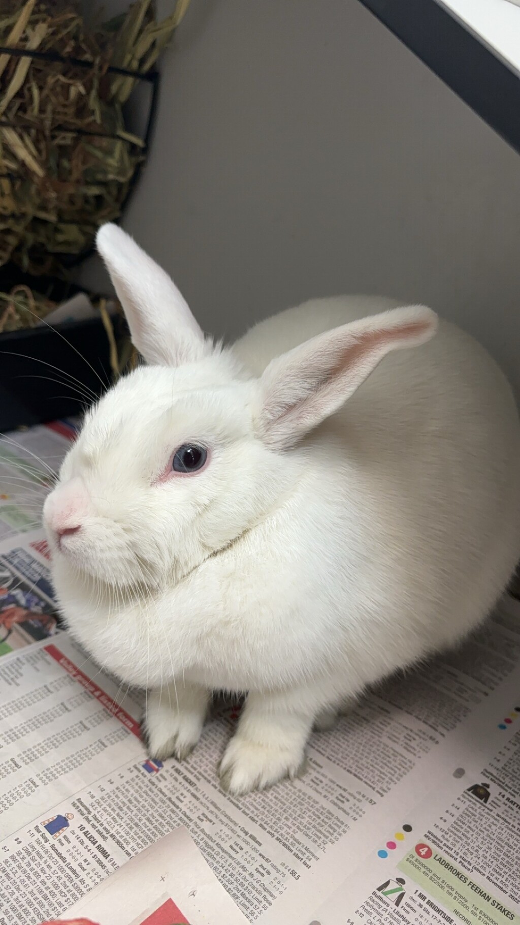 Snowy - Female Rabbit Unspecified Rabbit in VIC - PetRescue