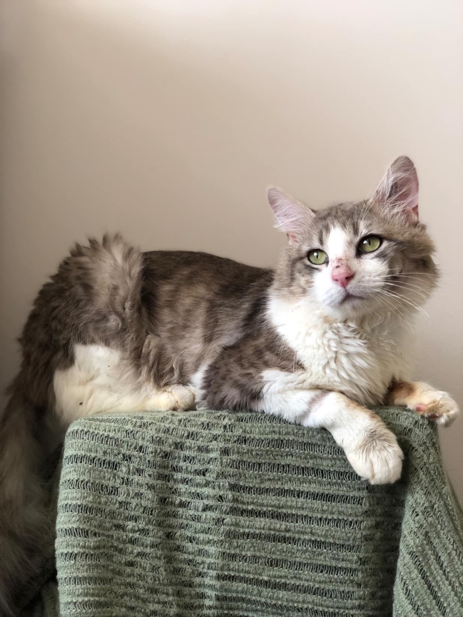 Oliver - Male Domestic Medium Hair (DMH) Cat in QLD - PetRescue