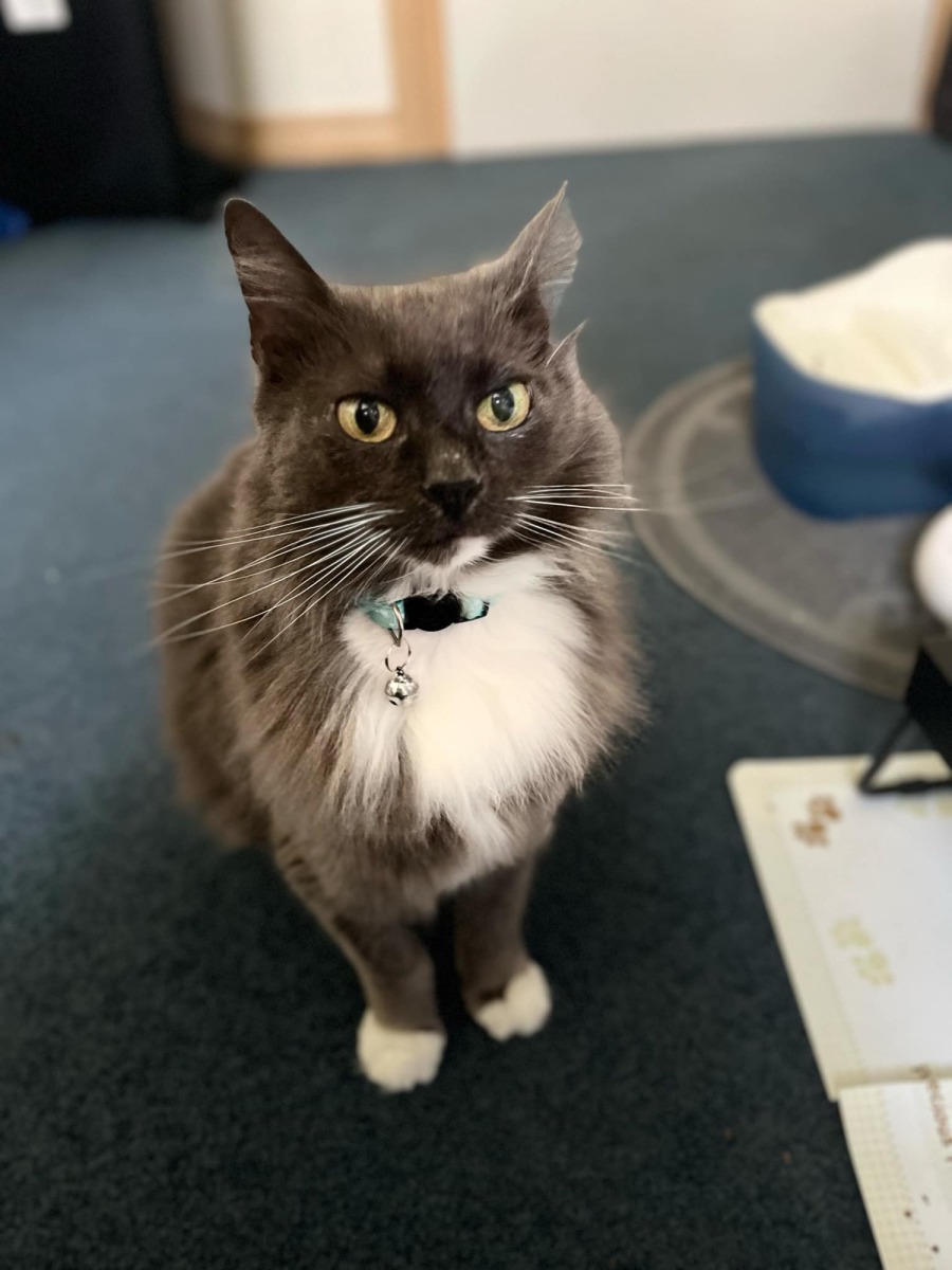 Nixie - Female Domestic Medium Hair Cat in SA - PetRescue