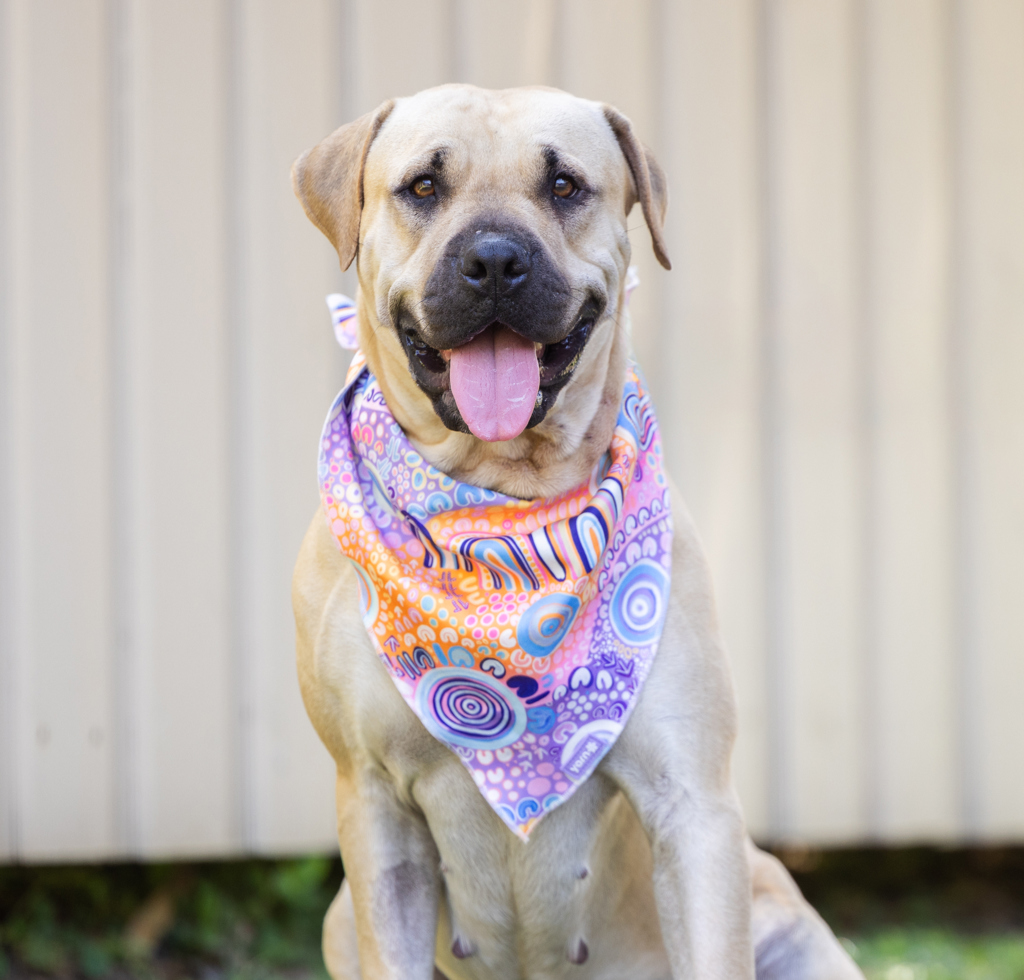 Kenna - Large Female Bullmastiff x Sharpei Mix Dog in QLD - PetRescue