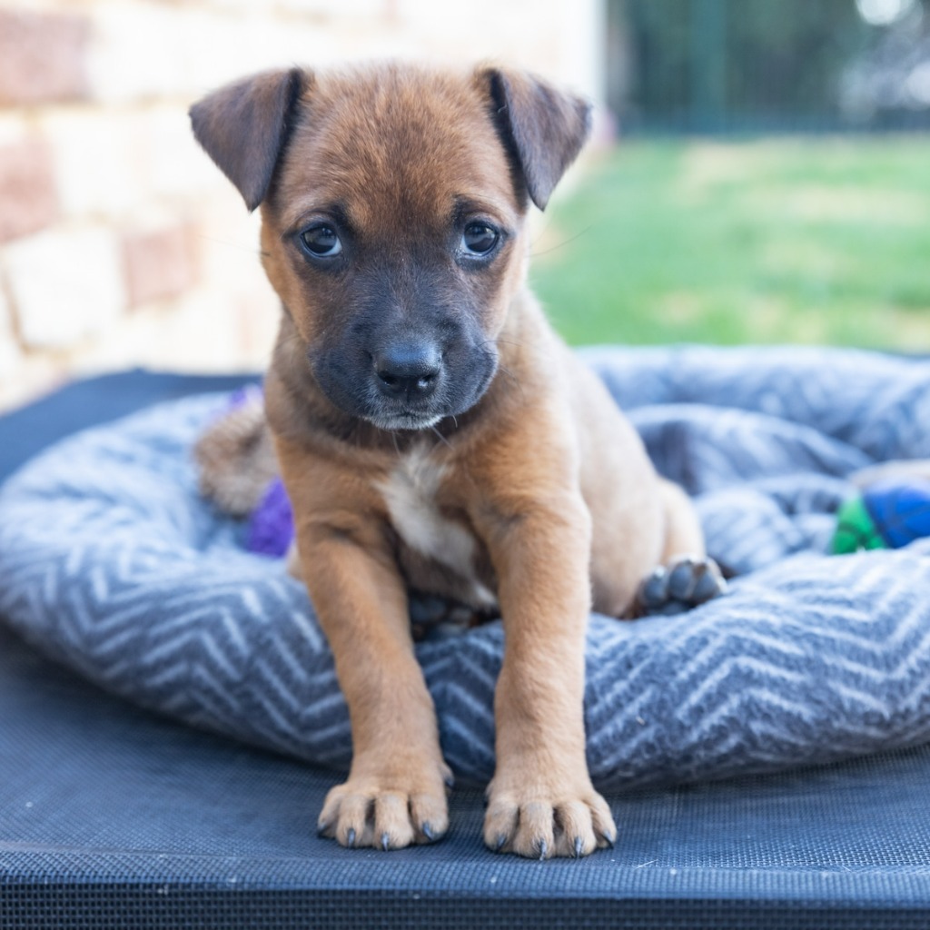 Cleo - Medium Female Mixed breed Dog in WA - PetRescue