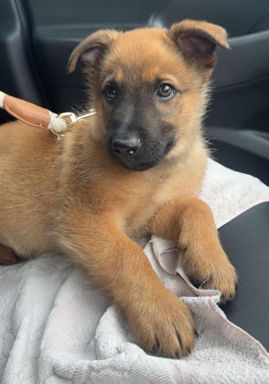 Aughra - Large Male German Shepherd x Belgian Shepherd Malinois Mix Dog ...
