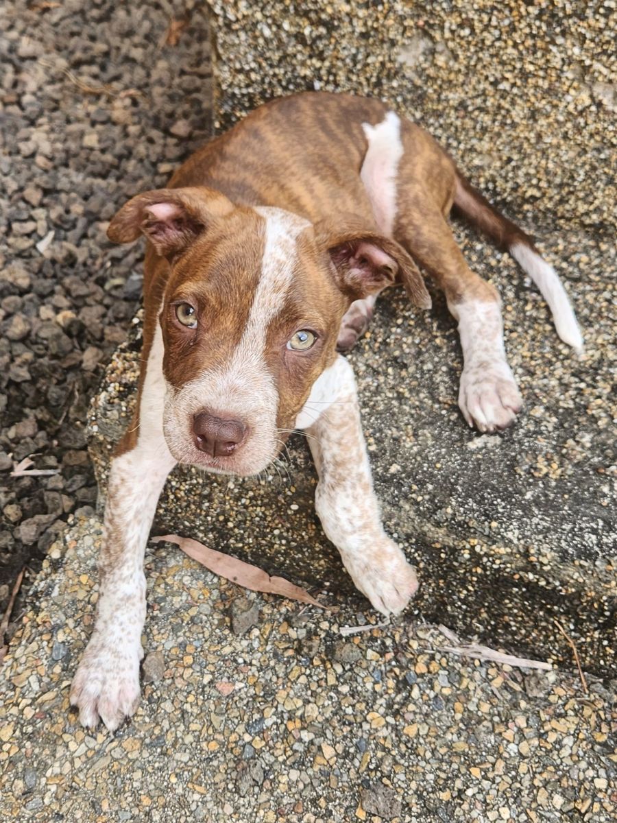 Zhongli - Medium Female Mastiff x Rhodesian Ridgeback x Staffordshire ...