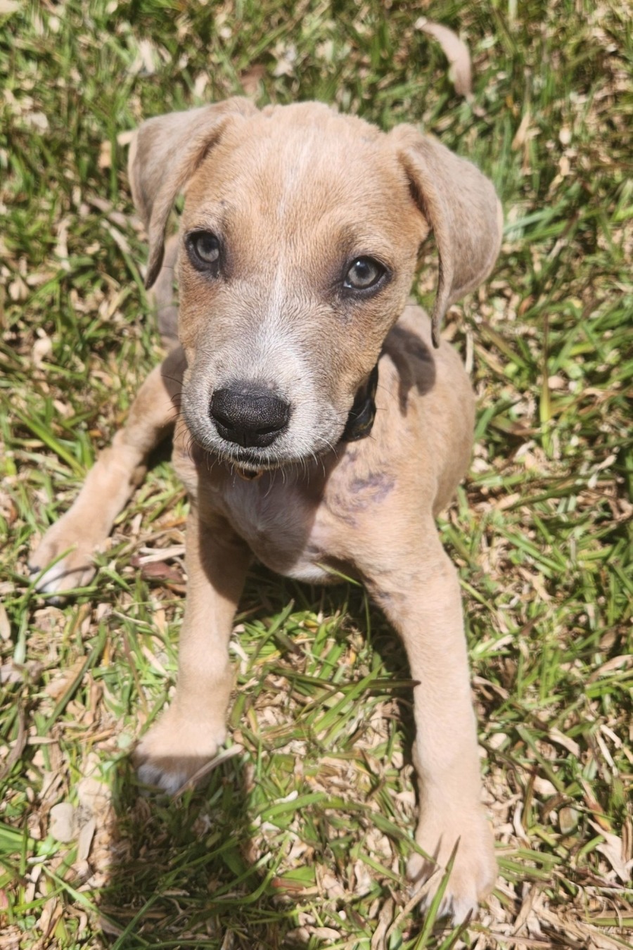 Zhylah - Medium Female Mastiff x Rhodesian Ridgeback x Staffordshire ...