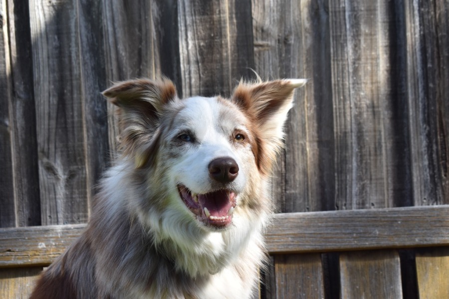 Zorro - Medium Male Border Collie Dog in VIC - PetRescue