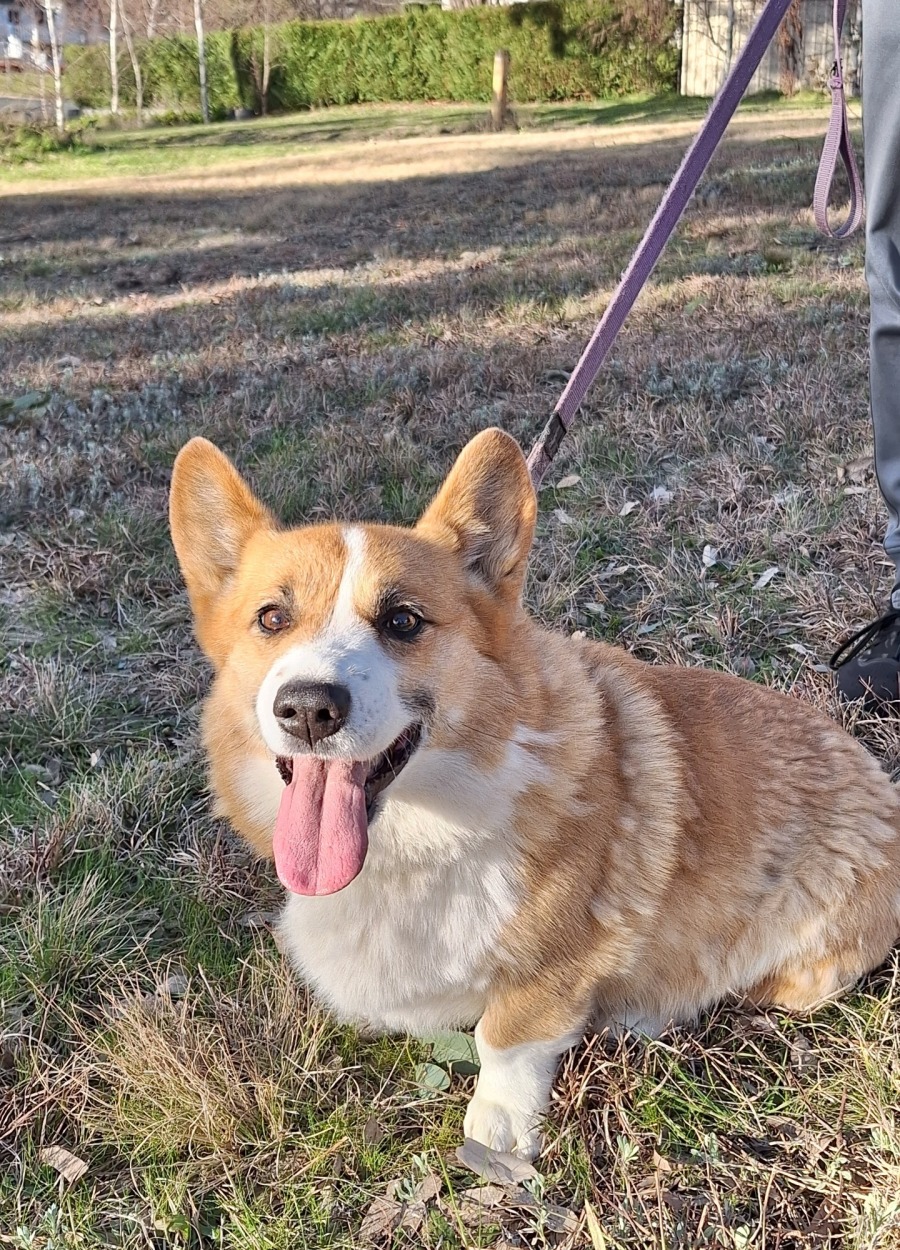 Benji - Medium Male Cardigan Welsh Corgi Dog in ACT - PetRescue