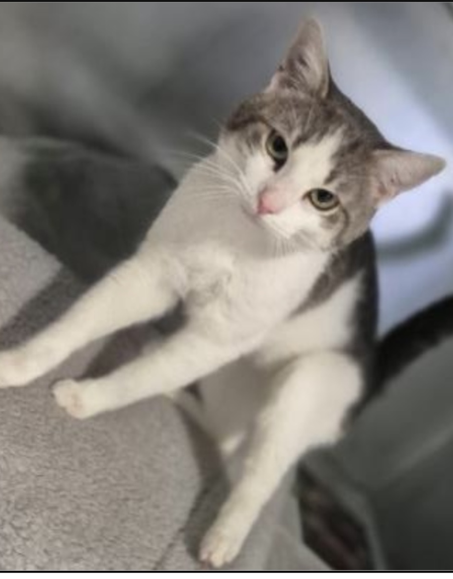 Anakin - Male Domestic Short Hair (DSH) Cat in VIC - PetRescue