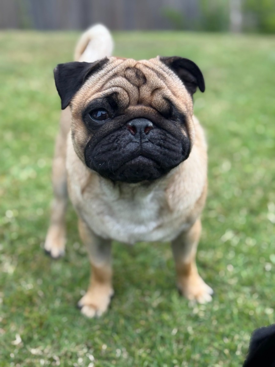 Otis 🪀 - Small Male Pug Dog in QLD - PetRescue