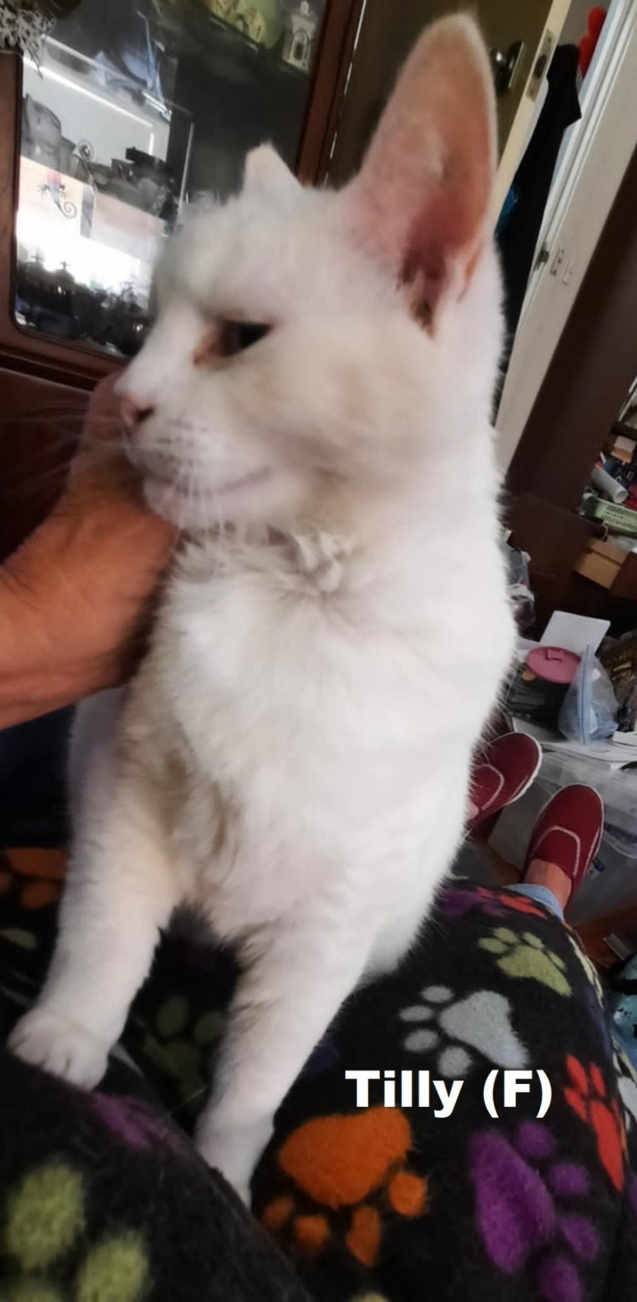 Tilly - Female Domestic Short Hair (DSH) Cat in SA - PetRescue