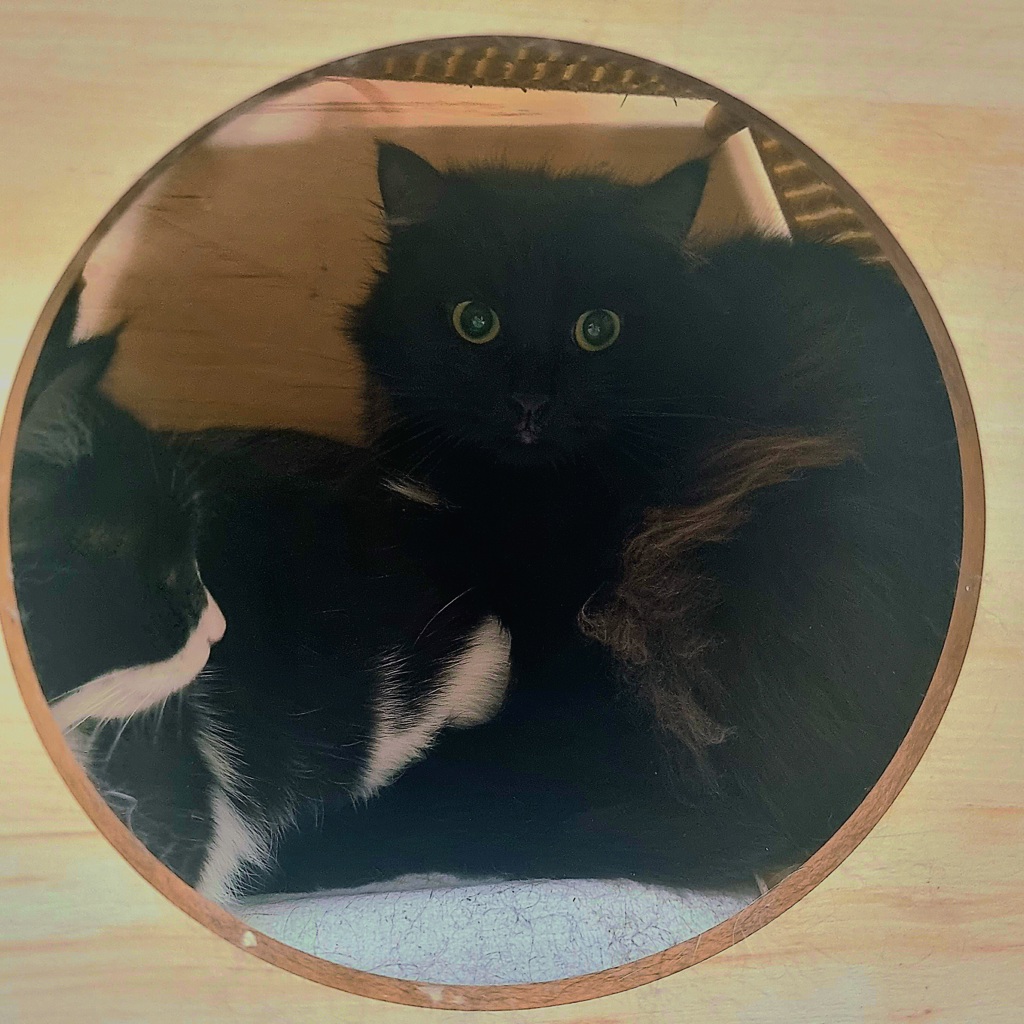 Raffy - Female Domestic Short Hair Mix Cat in VIC - PetRescue