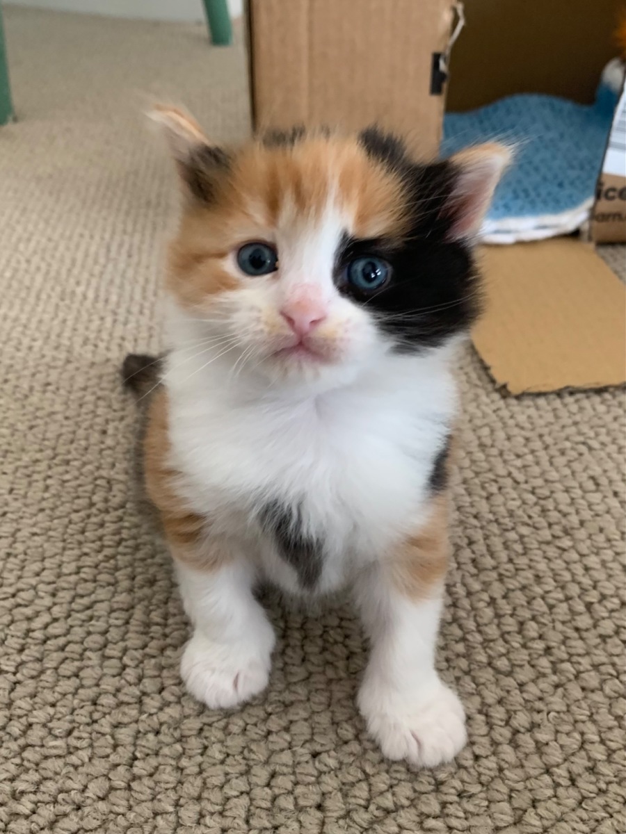 Speedy - Female Domestic Long Hair (DLH) Cat in VIC - PetRescue