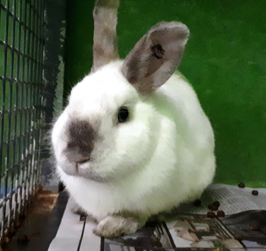 Chester - Male Dwarf Mix Rabbit in VIC - PetRescue