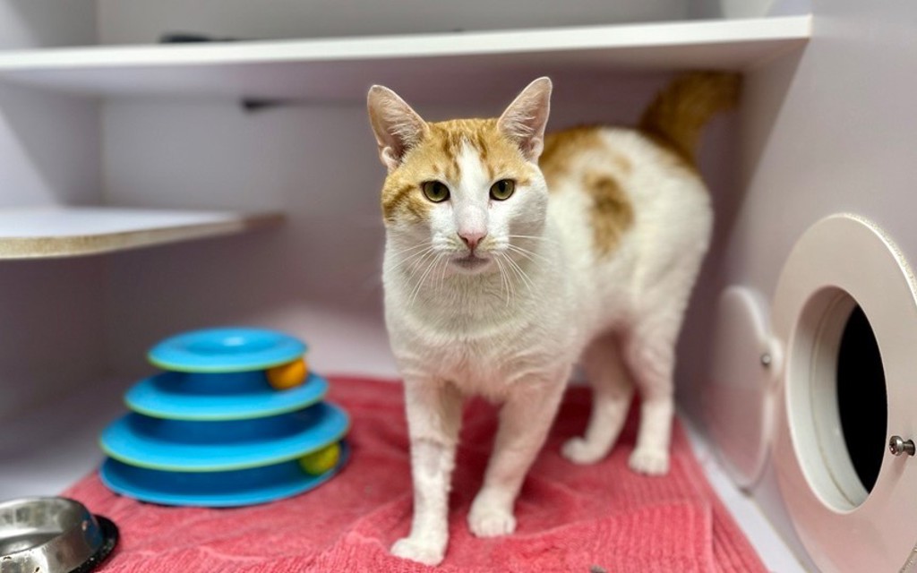 Seb - Male Domestic Short Hair Mix Cat in VIC - PetRescue