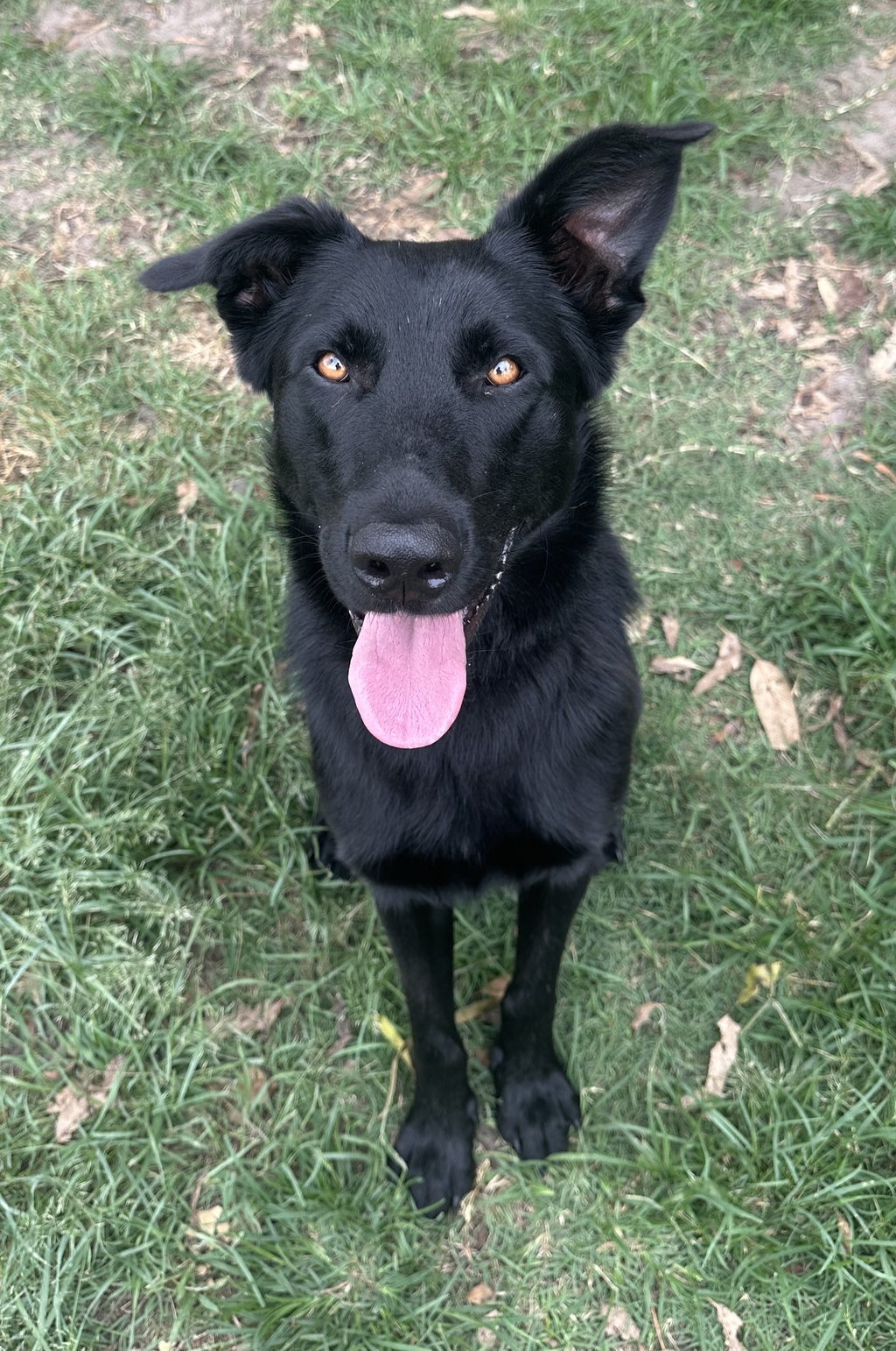 Akela - Medium Male German Shepherd x Kelpie Mix Dog in QLD - PetRescue
