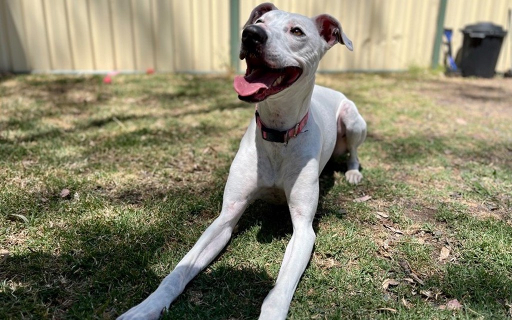 Barry - Large Male Bull Arab x Staghound Mix Dog in VIC - PetRescue