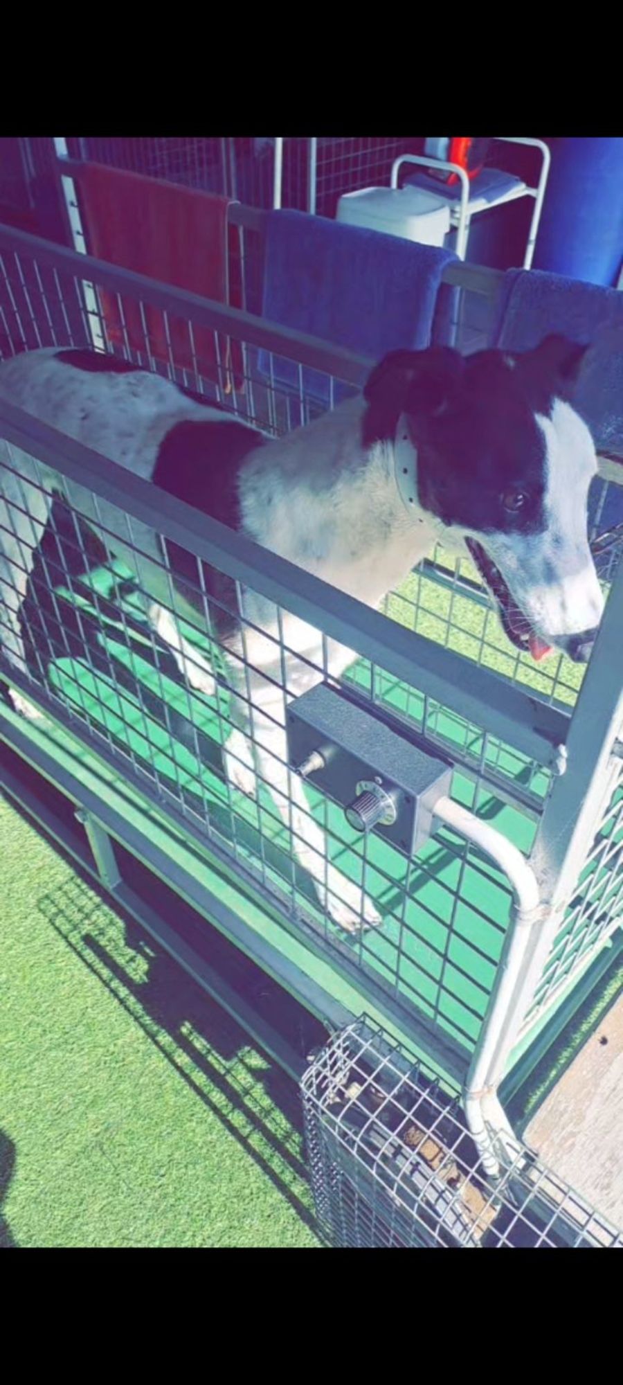 Lola - Small Female Greyhound Dog in VIC - PetRescue