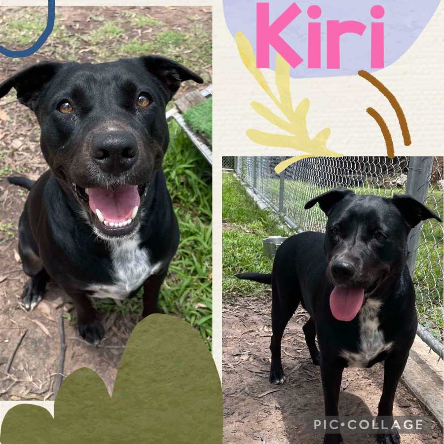Kiri - Medium Female Staffordshire Bull Terrier x Border Collie Mix Dog in QLD - PetRescue