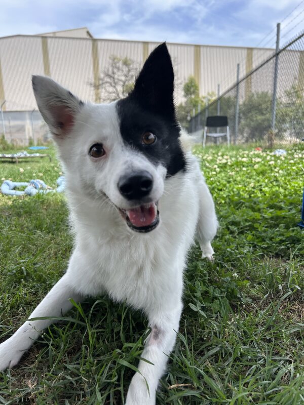 Elsie - Small Female Schipperke Dog in NSW - PetRescue