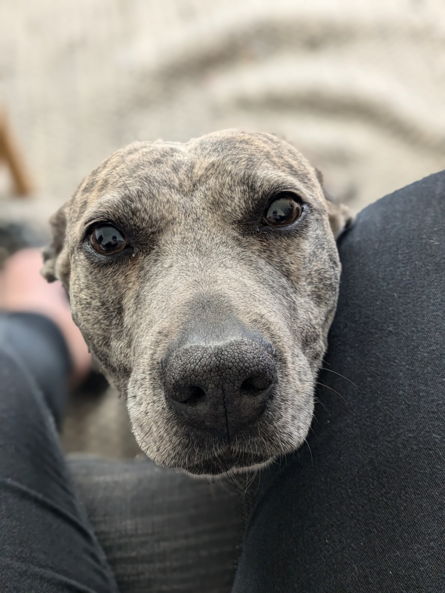 Chicha - Medium Female American Staffordshire Terrier Mix Dog in VIC ...