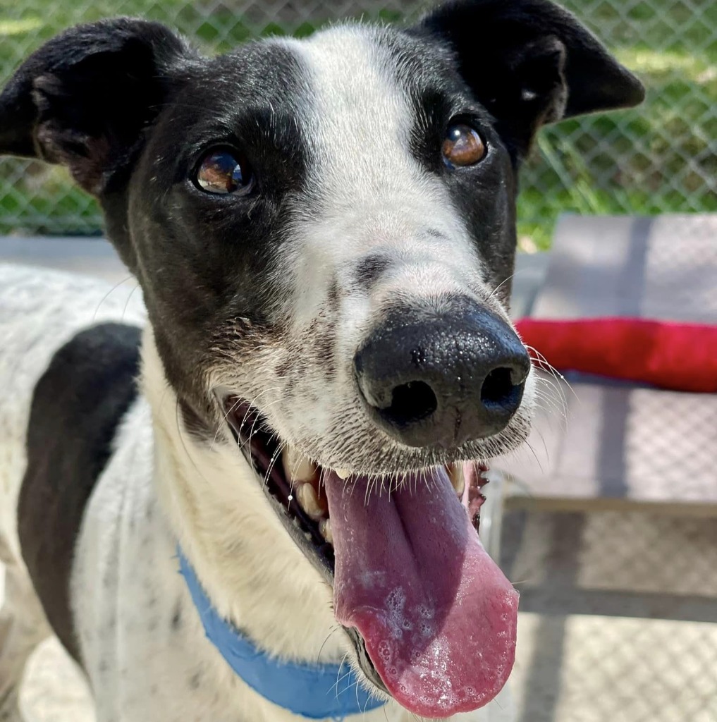 Drover - Large Male Greyhound Dog in NSW - PetRescue